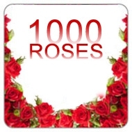 1000 Red Roses - Bahrainflora